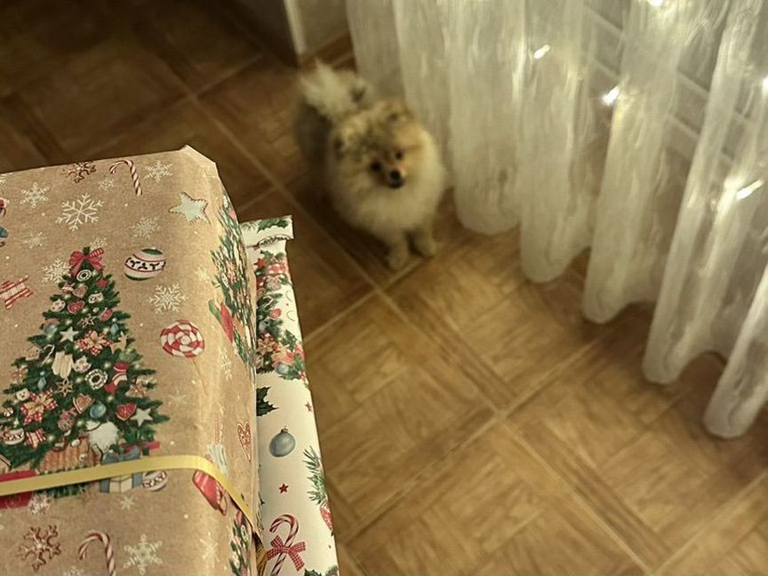 Щпиц