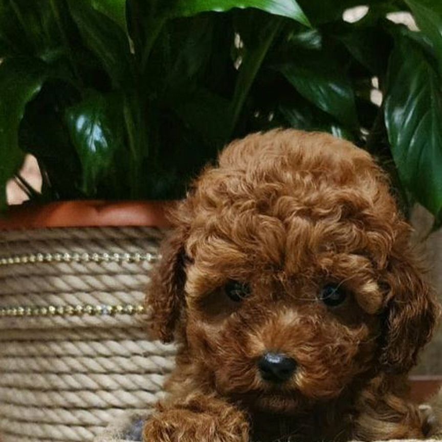 Той-пудель, щенок