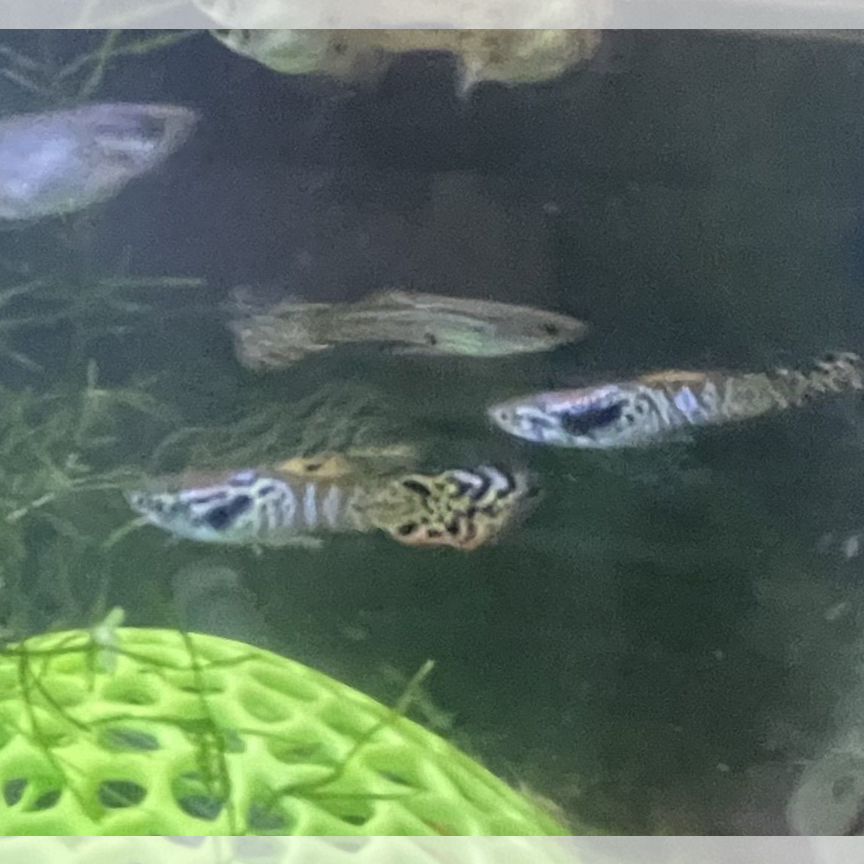 Гуппи эндлера, кобра, пецилии микки маус и рижская