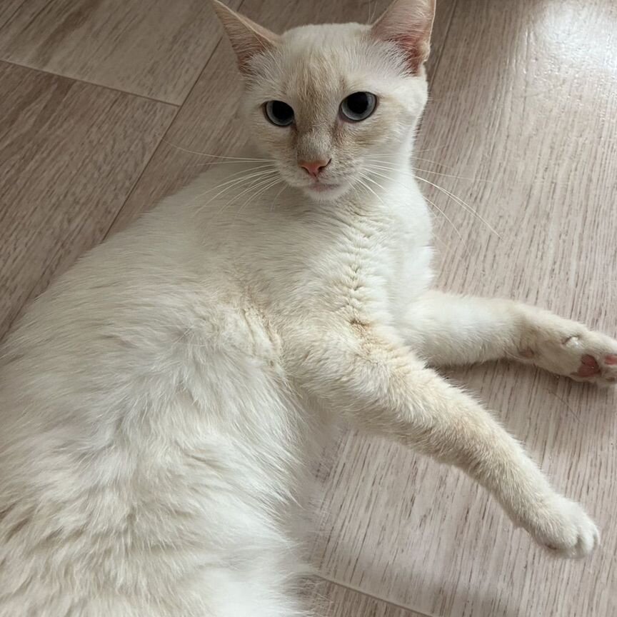 Взрослая, кошка в добрые руки