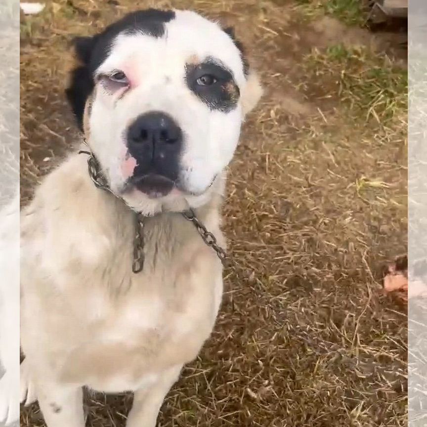 Взрослая собака в добрые руки