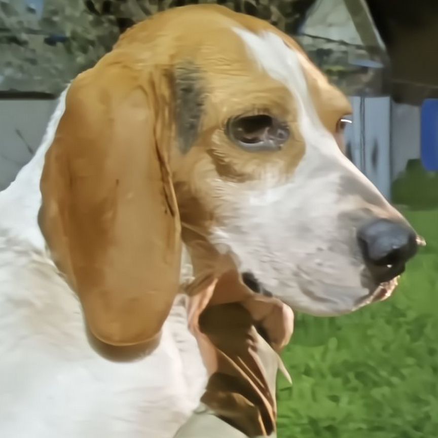 Бигль, взрослая собака