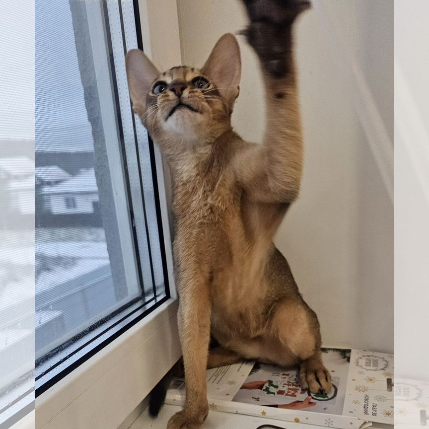 Абиссинский котёнок
