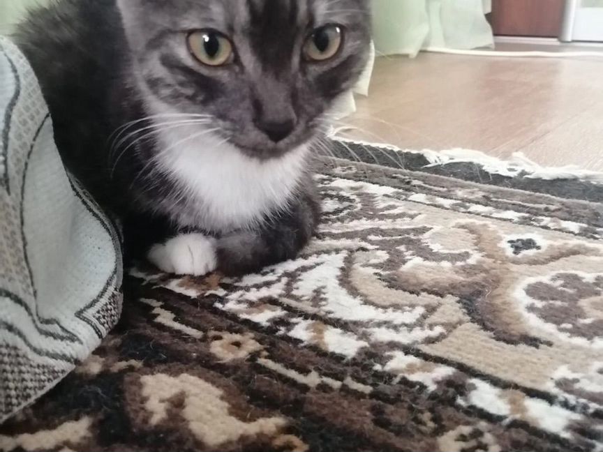 Кошка в дар бесплатно