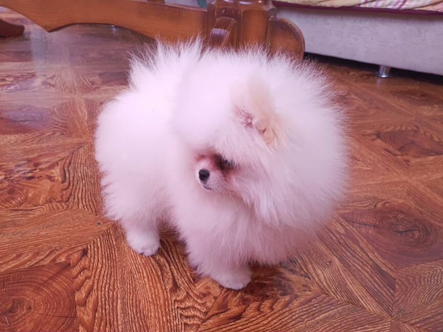 Мальчик померанский цверг шпиц 3мес