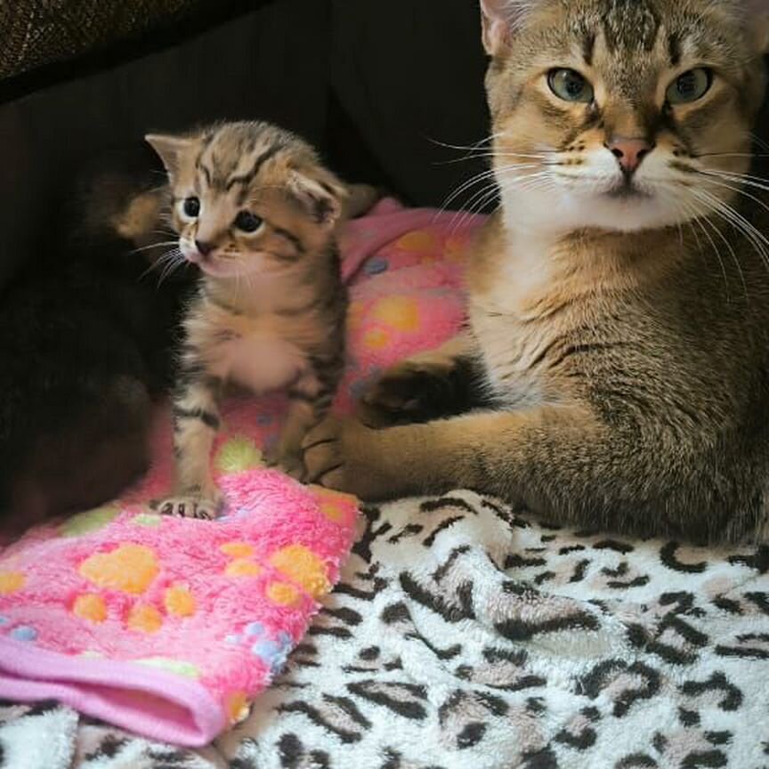 Котята чаузи