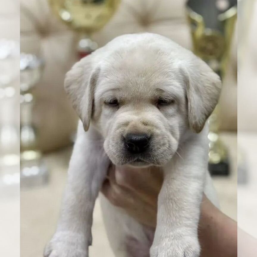 Лабрадор-ретривер, щенок