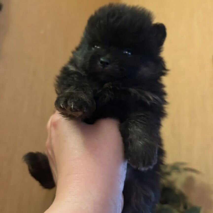 Померанский шпиц, щенок