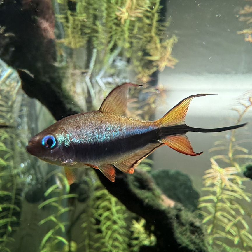 Королевская Тетра Пальмери