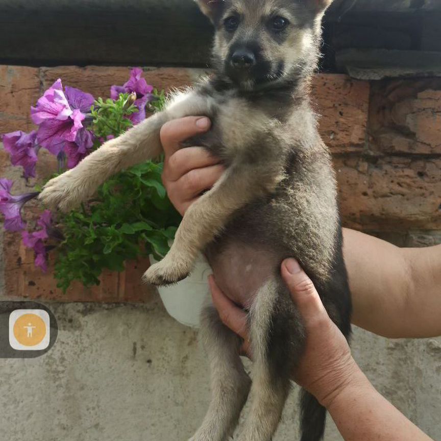 Щенки в добрые руки