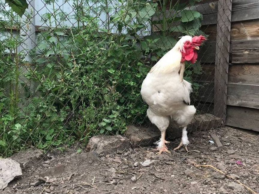 Петух на племя