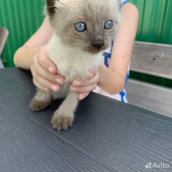 Невский маскарадный кот