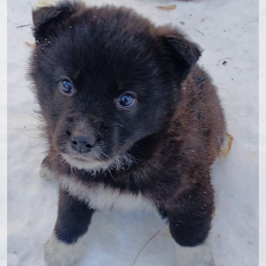 Щенок в добрые руки