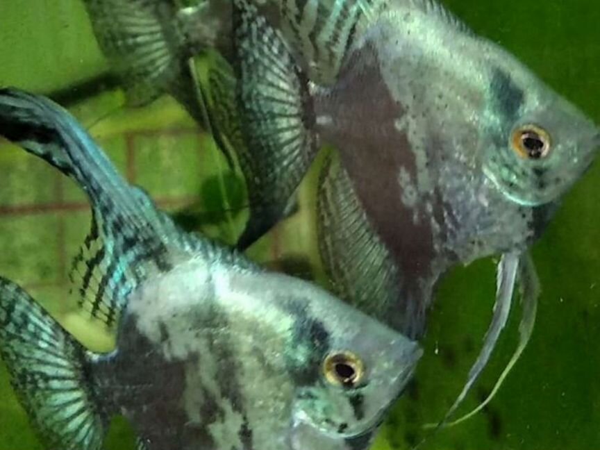 Лучший ассортимент аквариумных рыбок здесь