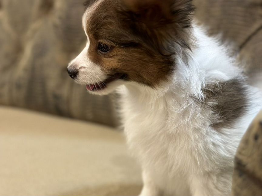 Папийон с родословной