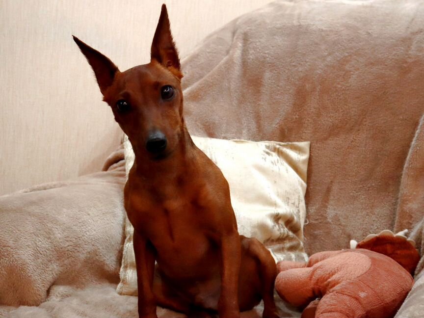 Цвергпинчер отдается в хорошие руки