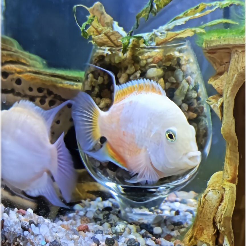 Рыбки цихлиды Розовый фламинго