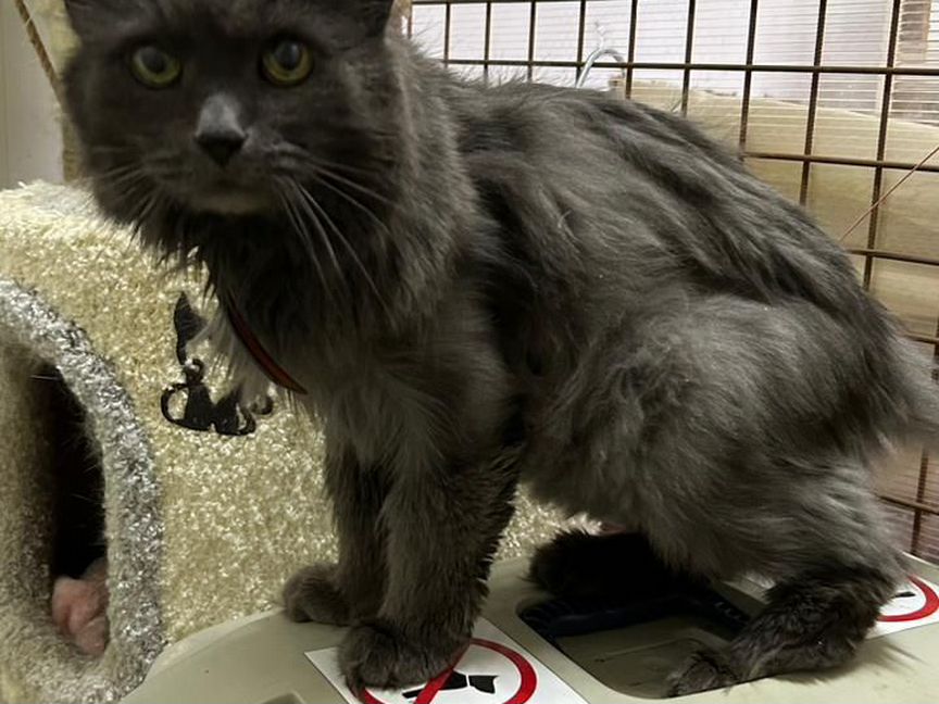 Котик ищет дом