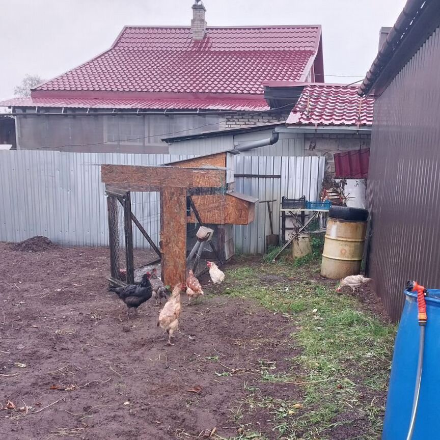 Куры молодки несушки