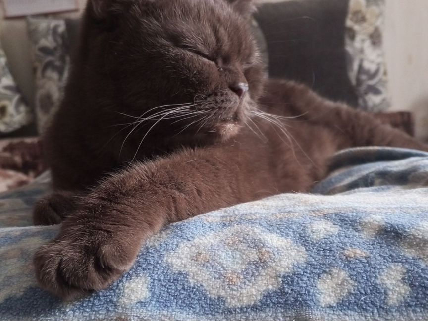 Шоколадная британка