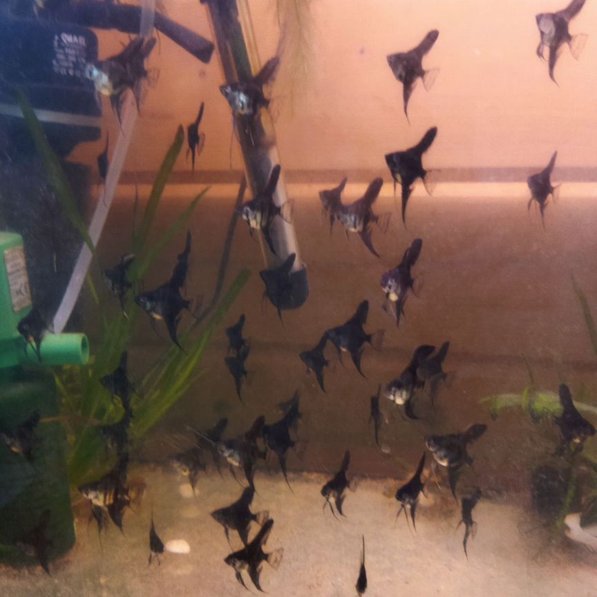 Молодь скалярий, с преобладанием чёрного