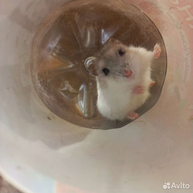 Джунгарский хомяк белый чёрная