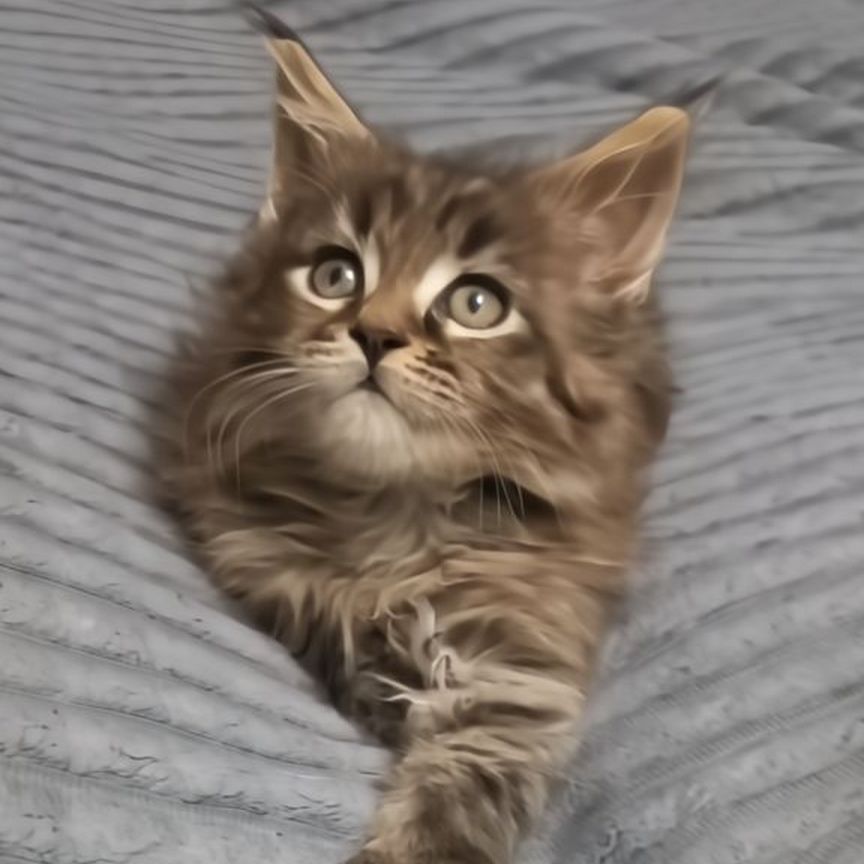 Мейн-кун котёнок