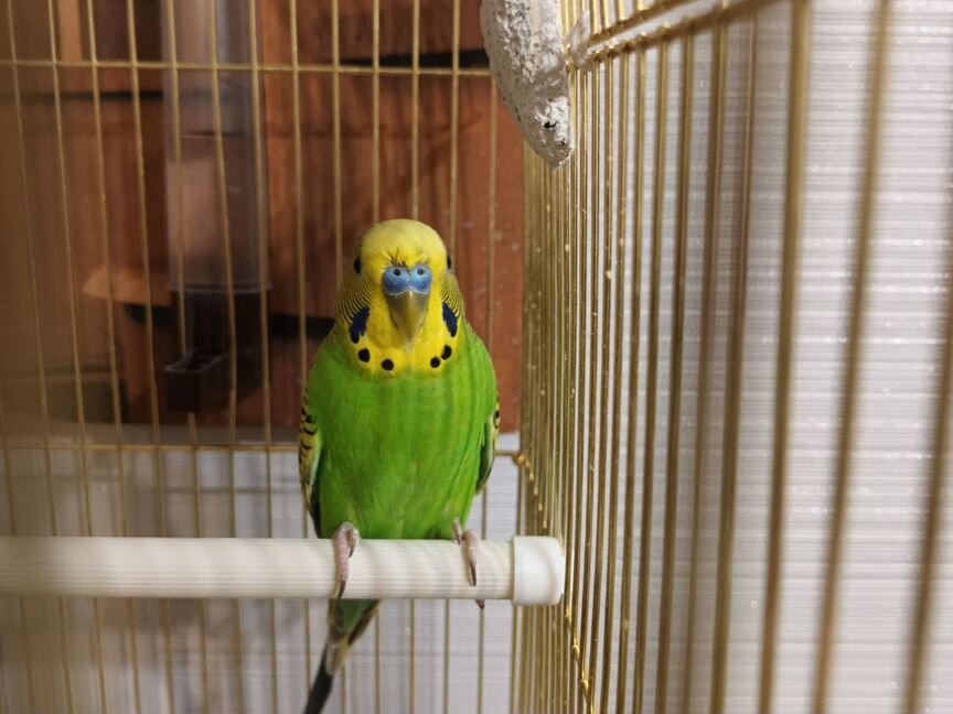 Отдаю бесплатно