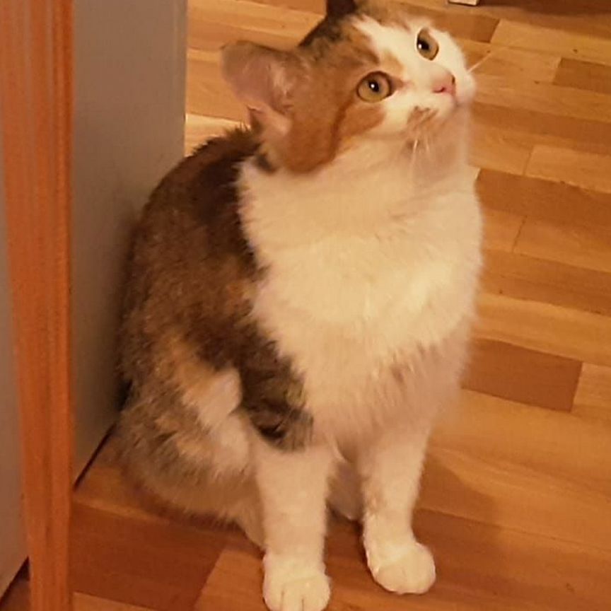 Взрослая кошка в добрые руки