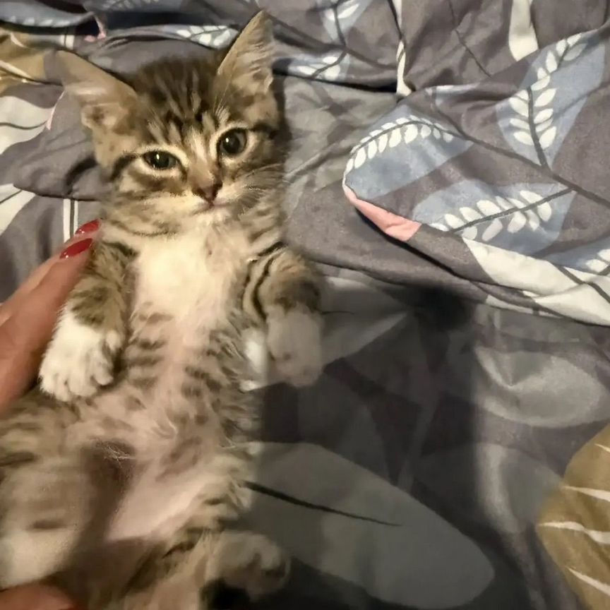 Котёнок в добрые руки