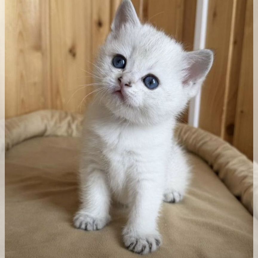 Шотландский вислоухий короткошёрстный котёнок