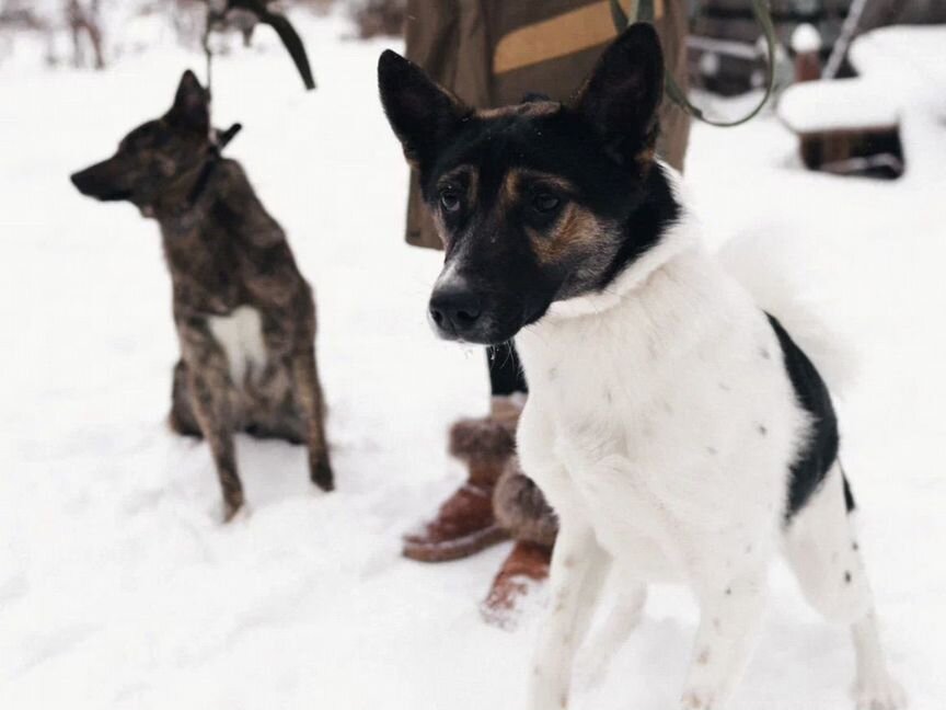 Собаки в добрые руки