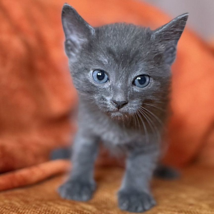 Котик серый