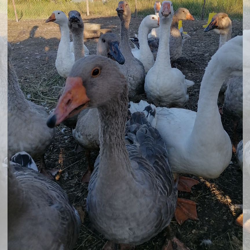 Гуси разных пород