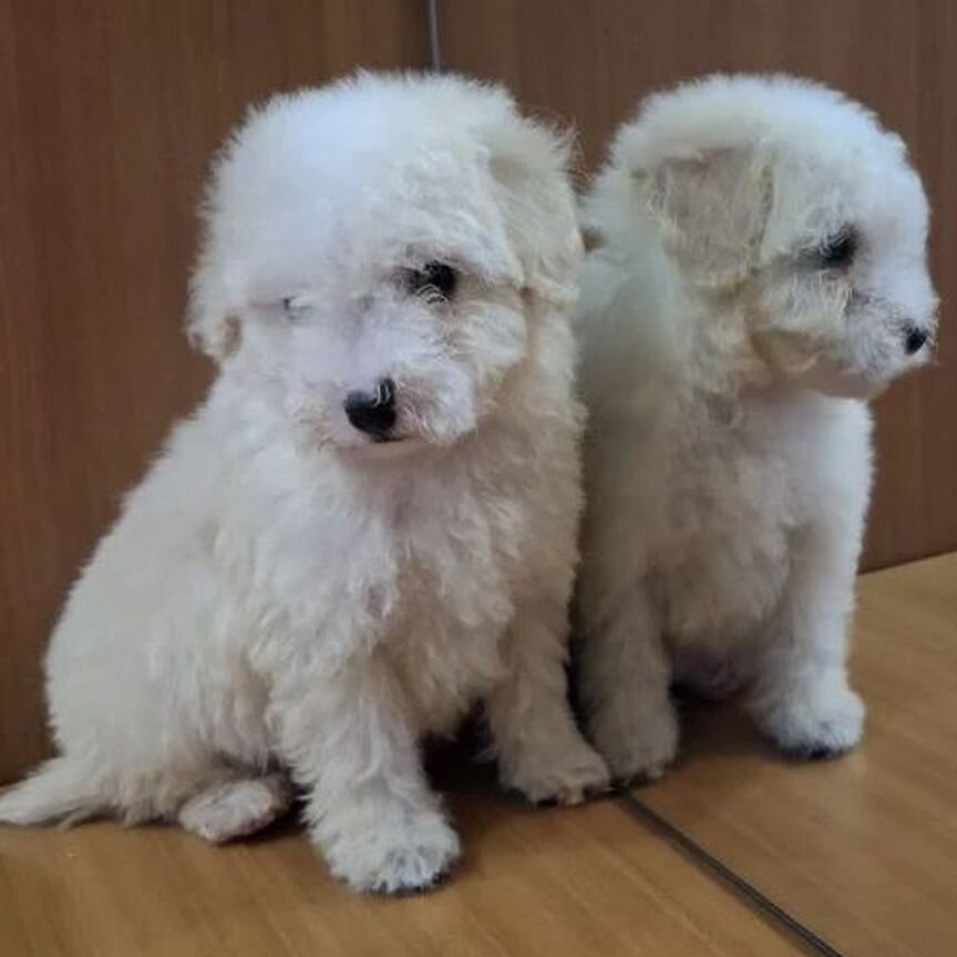 Мальтипу, щенок