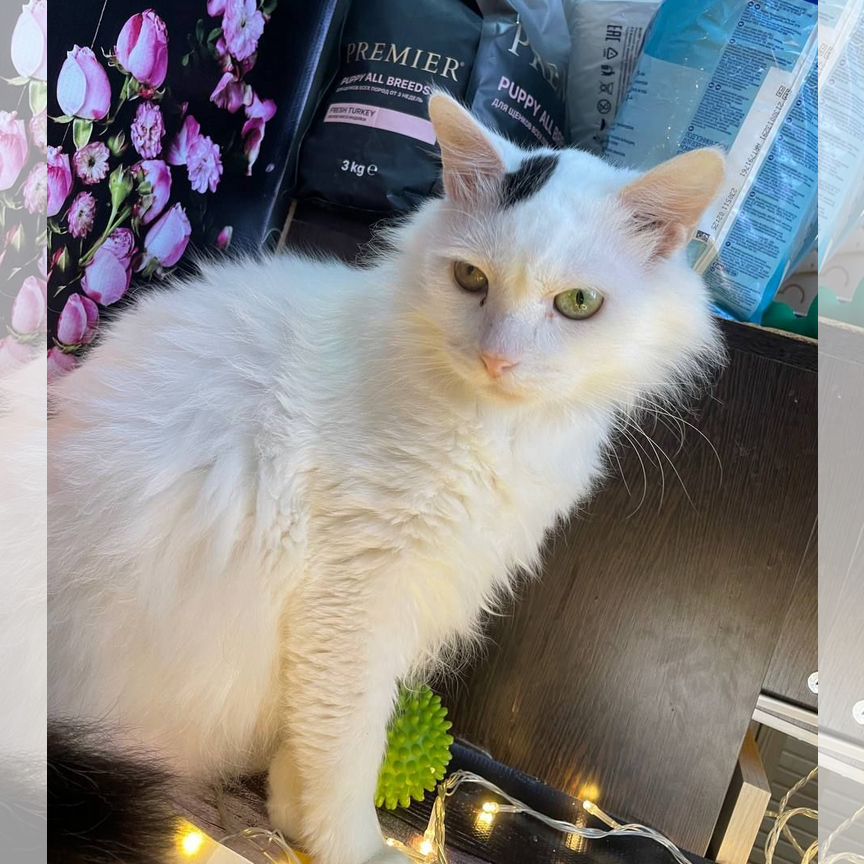 Кот Горбачёв ищет дом