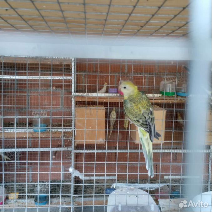 Попугай певчий, самочка 3 мес