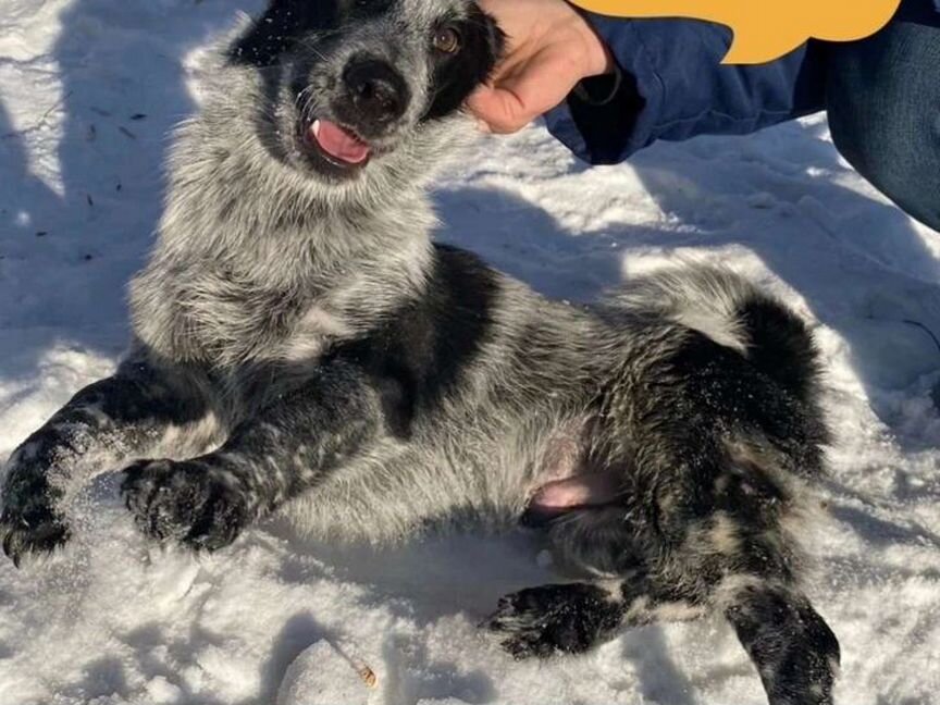 Верному очень нужен дом