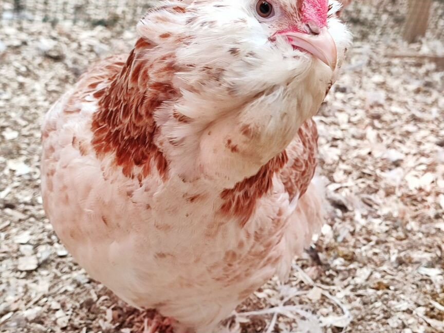 Инкубационное яйцо и цыплята фавероль лосось