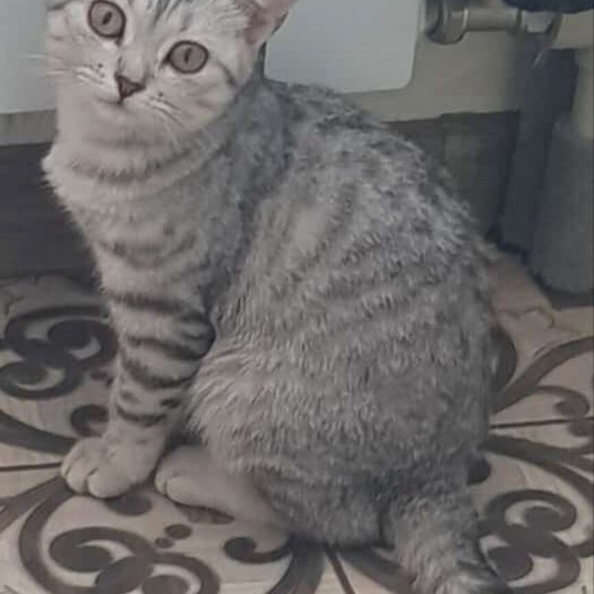 Шотландская прямоухая кошка