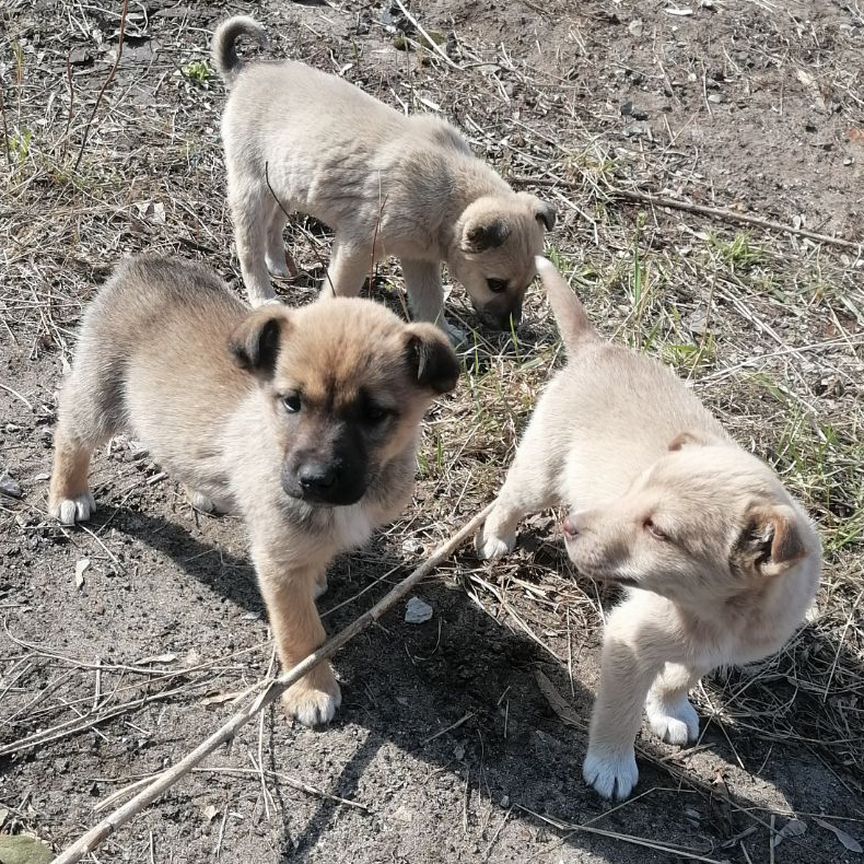 Щенки