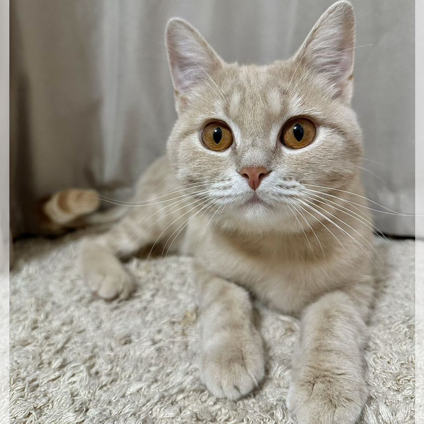 Отдам котенка в добрые руки мальчика