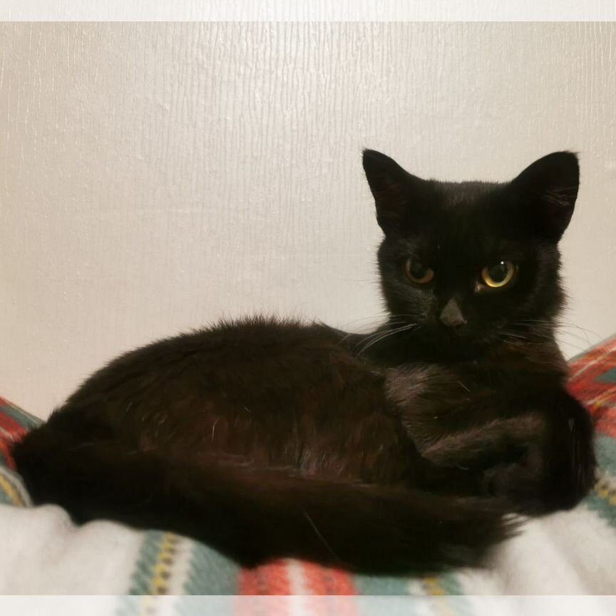 Кошка Крошка