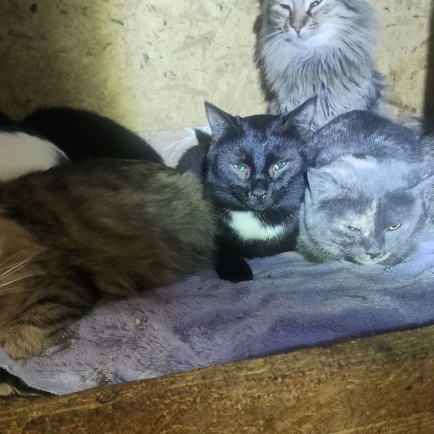 Взрослый кот в добрые руки