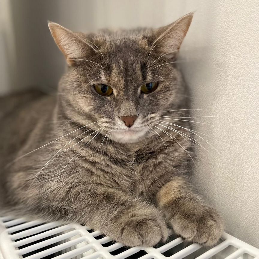 Кошка в добрые руки