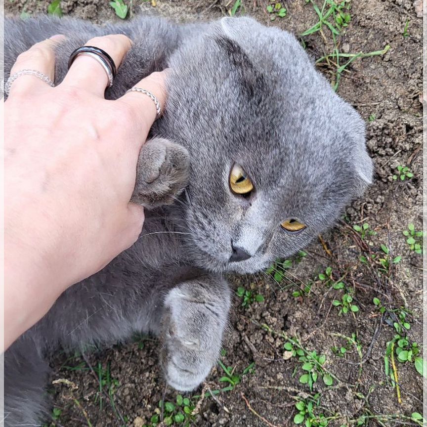 Шотландский вислоухий короткошёрстный котёнок