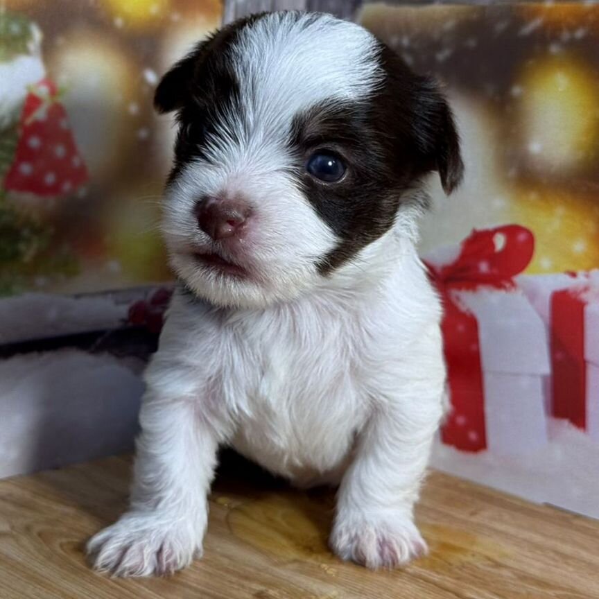 Биро-йоркширский терьер, щенок