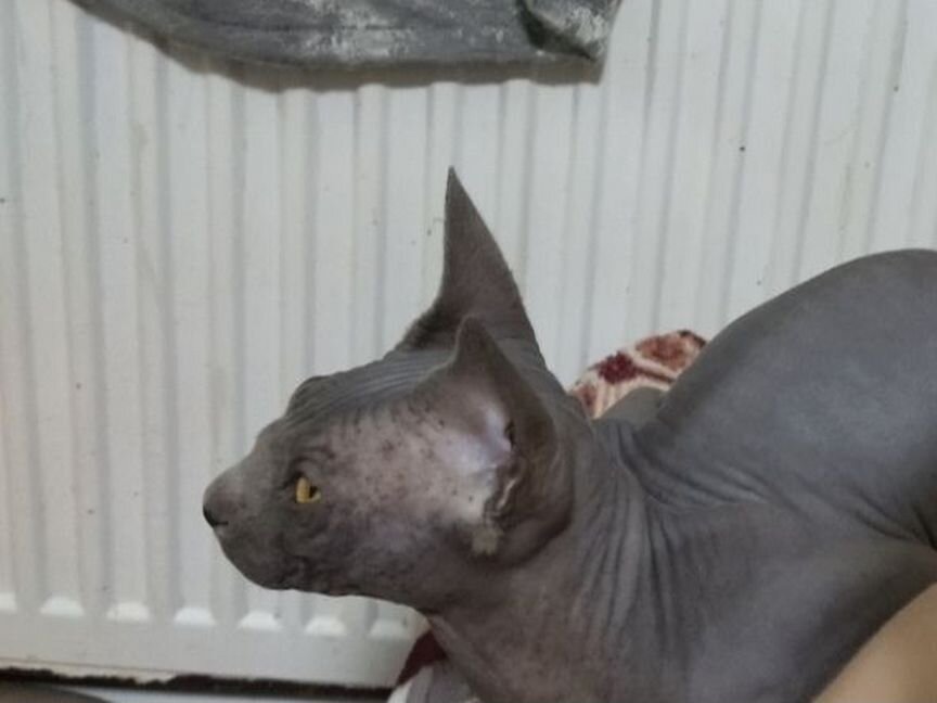 Донской сфинкс ищет невесту