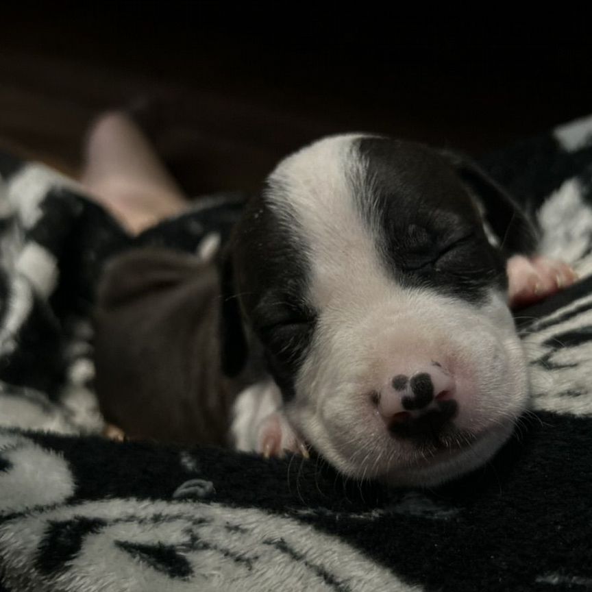 Американский стаффордширский терьер, щенок