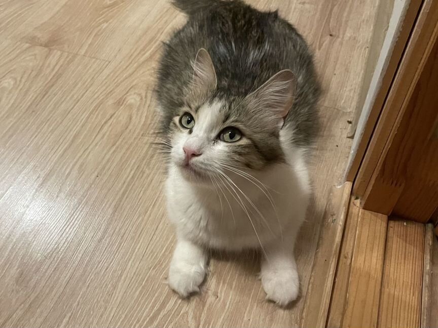 Отдам кошечку